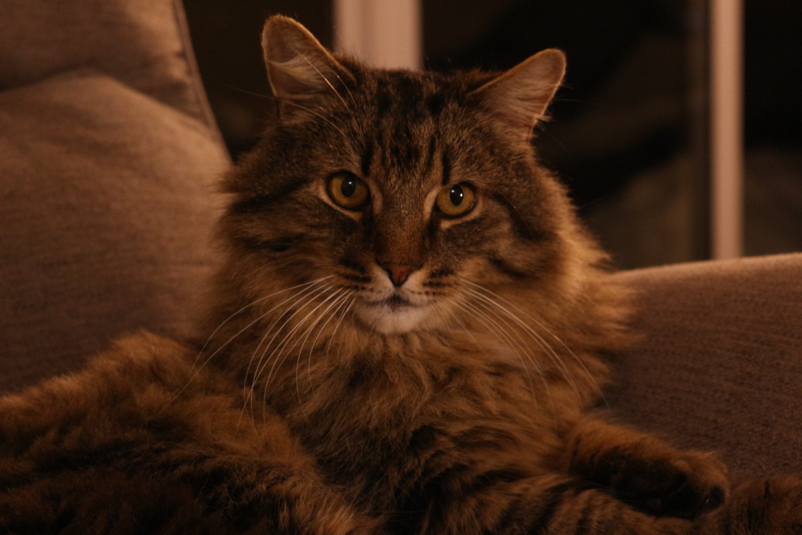 Comprendre réellement le chat de Schrödinger…? - St-Alex Média